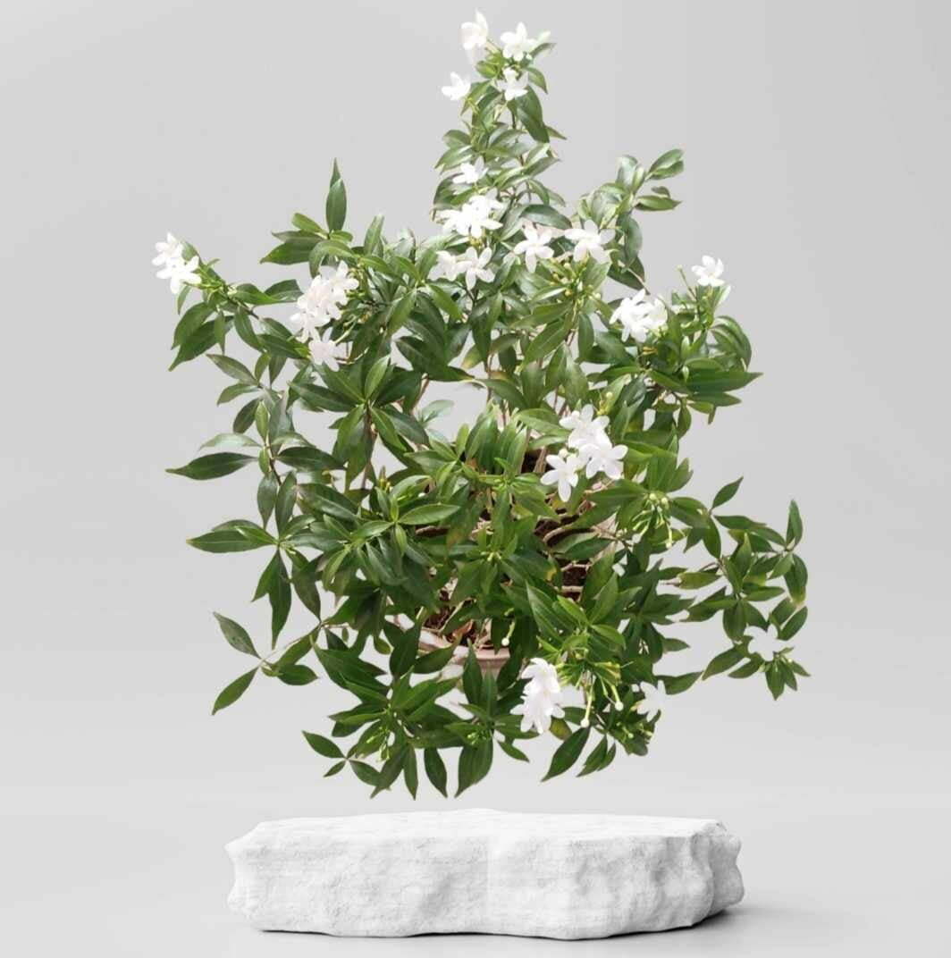 Chandni Flower In English Name | Best Flower Site