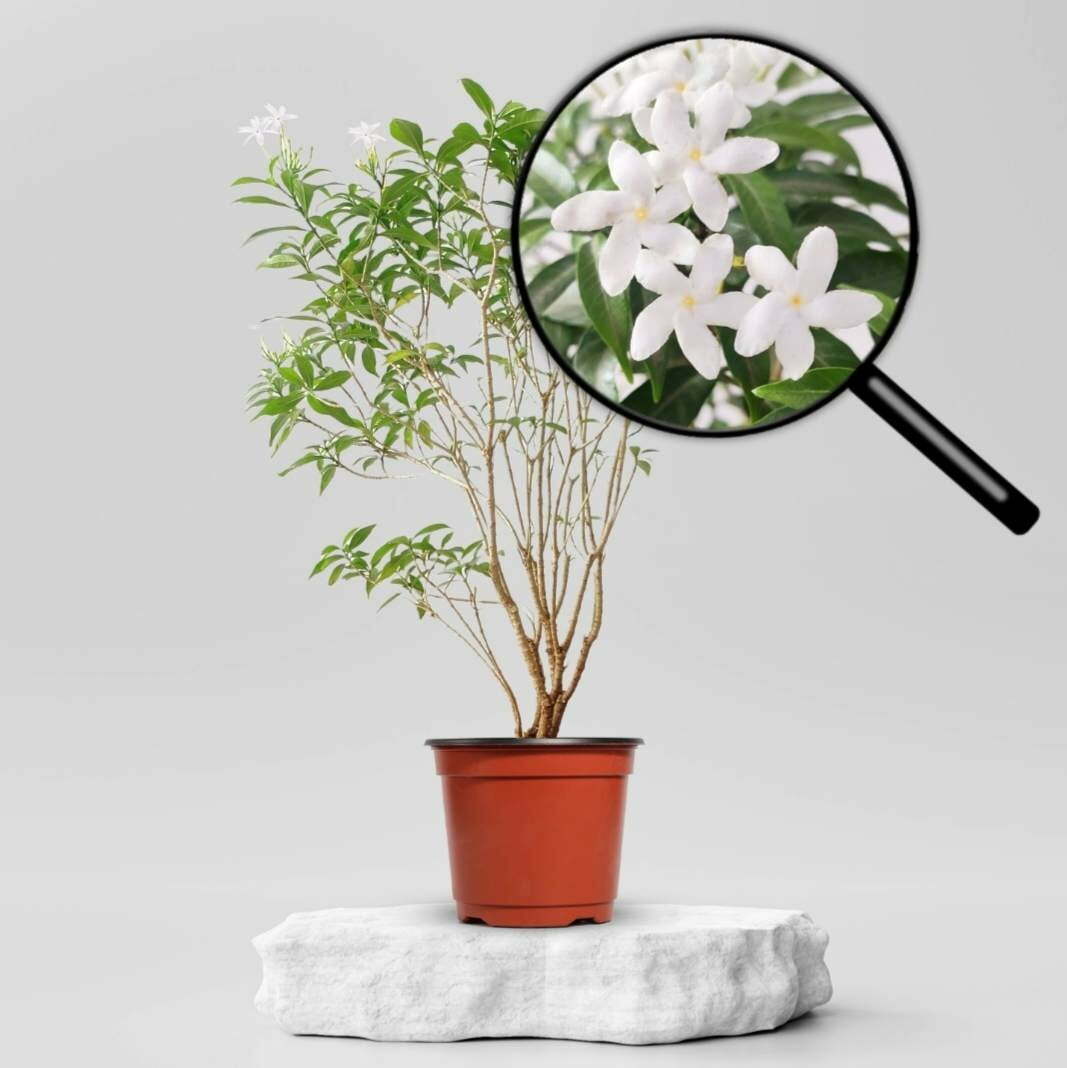 Chandni Flower In English Name | Best Flower Site