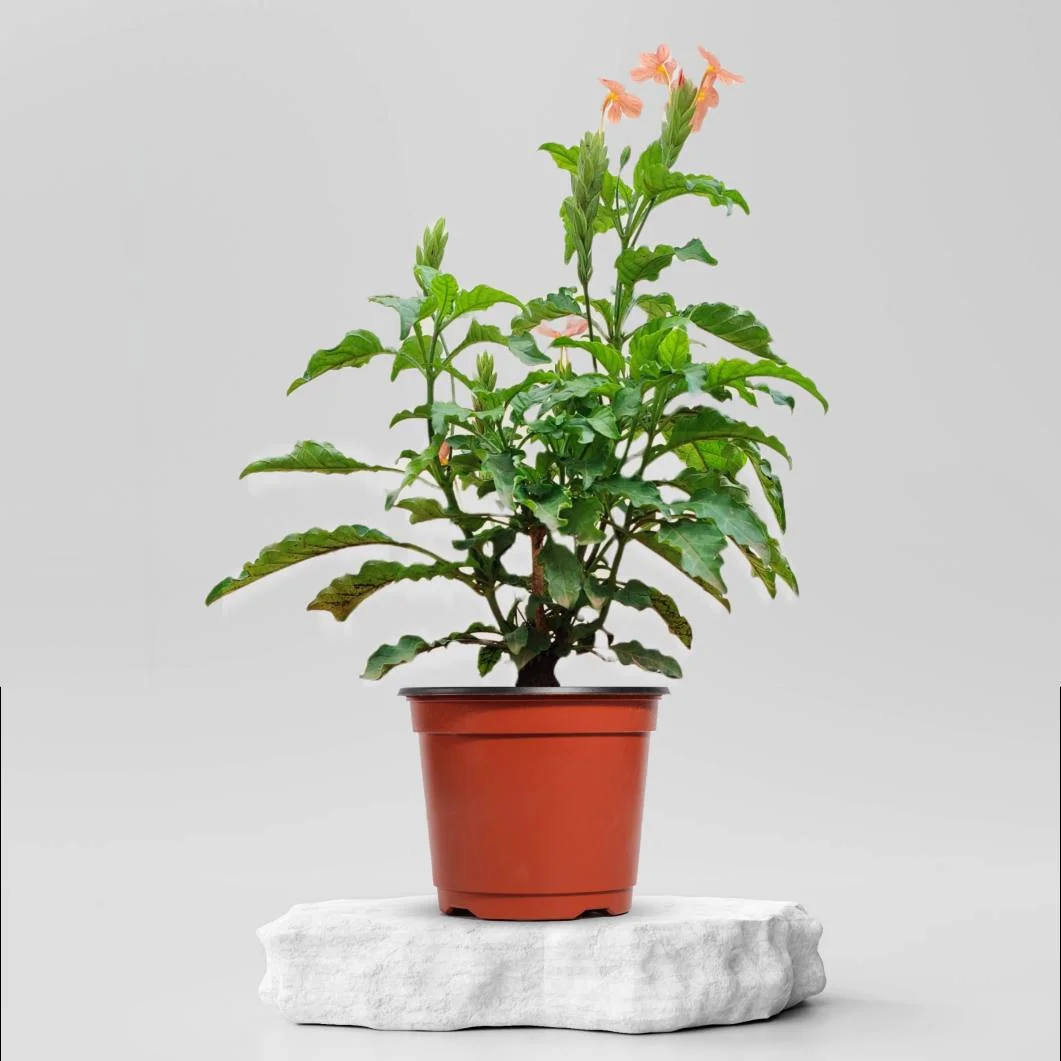 Buy Plants Online in Ahmedabad | Same Day Delivery | Plantalay