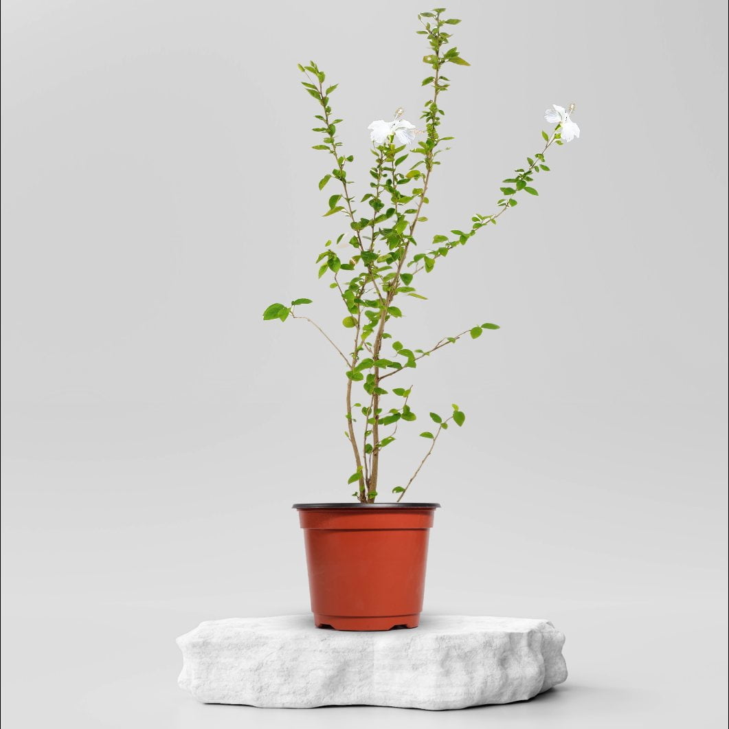 Buy Flowering Plants Online in Ahmedabad | Same Day Delivery | Plantalay