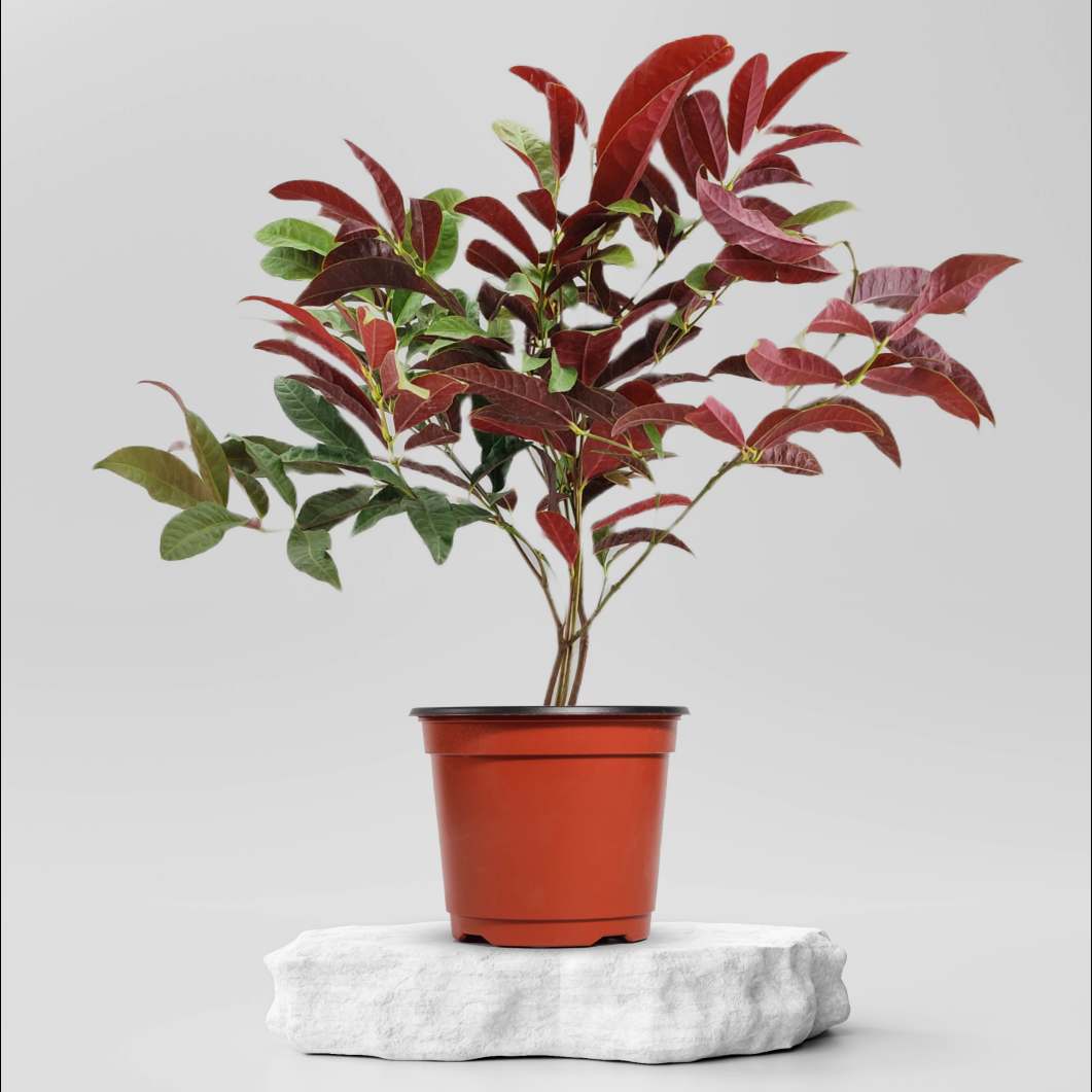 Buy Laila Majnu Plant @ ₹139.00 Online in Ahmedabad