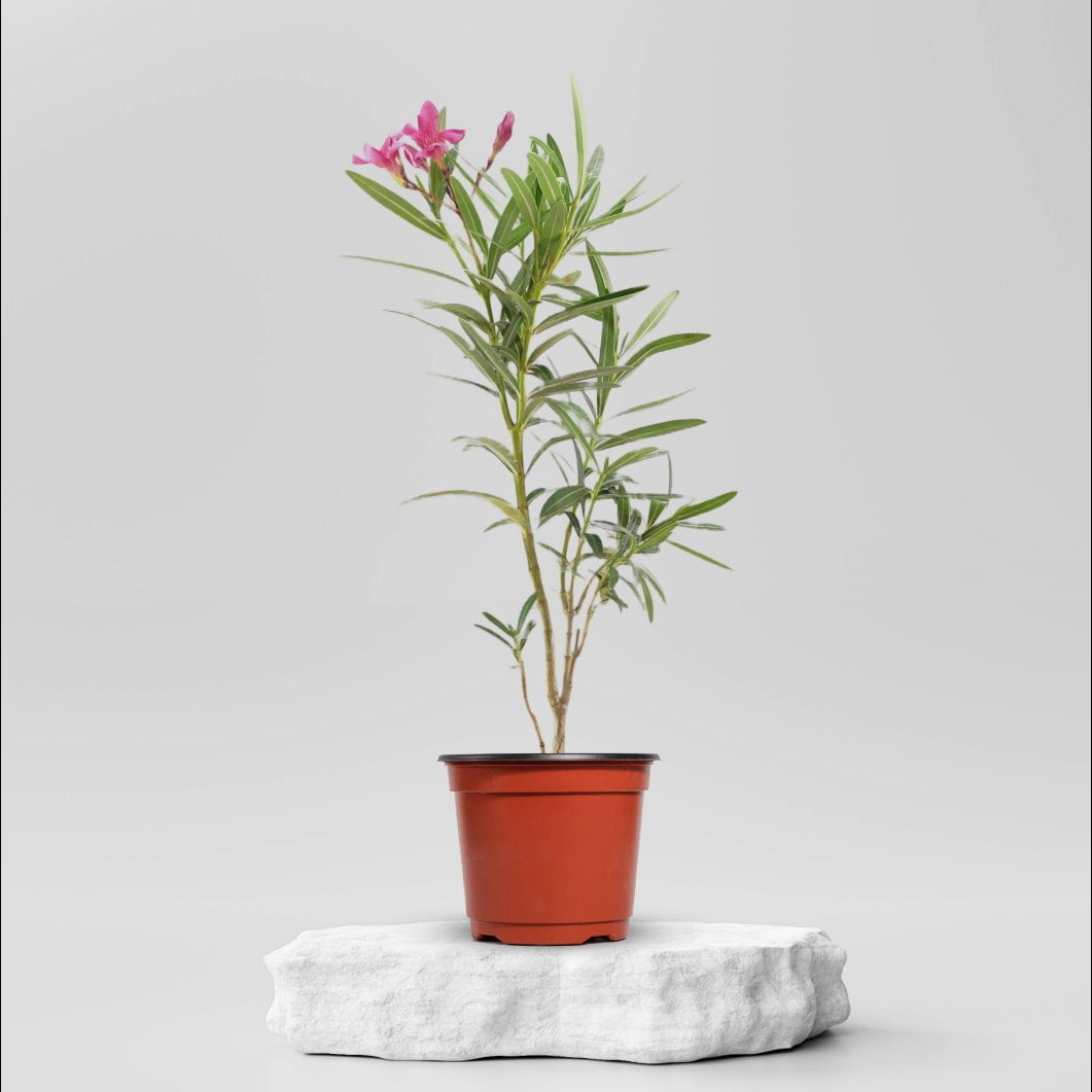Buy Kaner Pink Dwarf Plant @ ₹129.00 Online in Ahmedabad