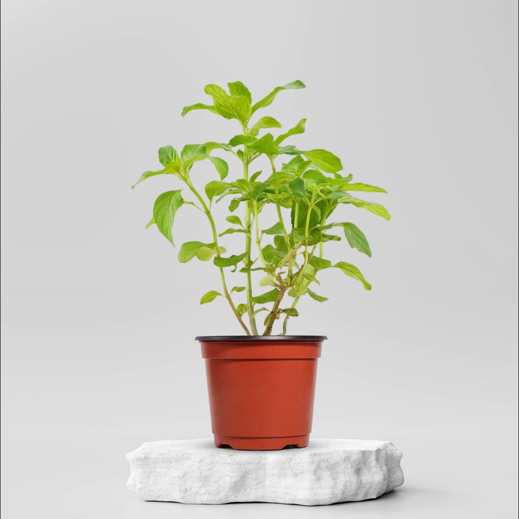 Mint Tulsi Plant Plantalay