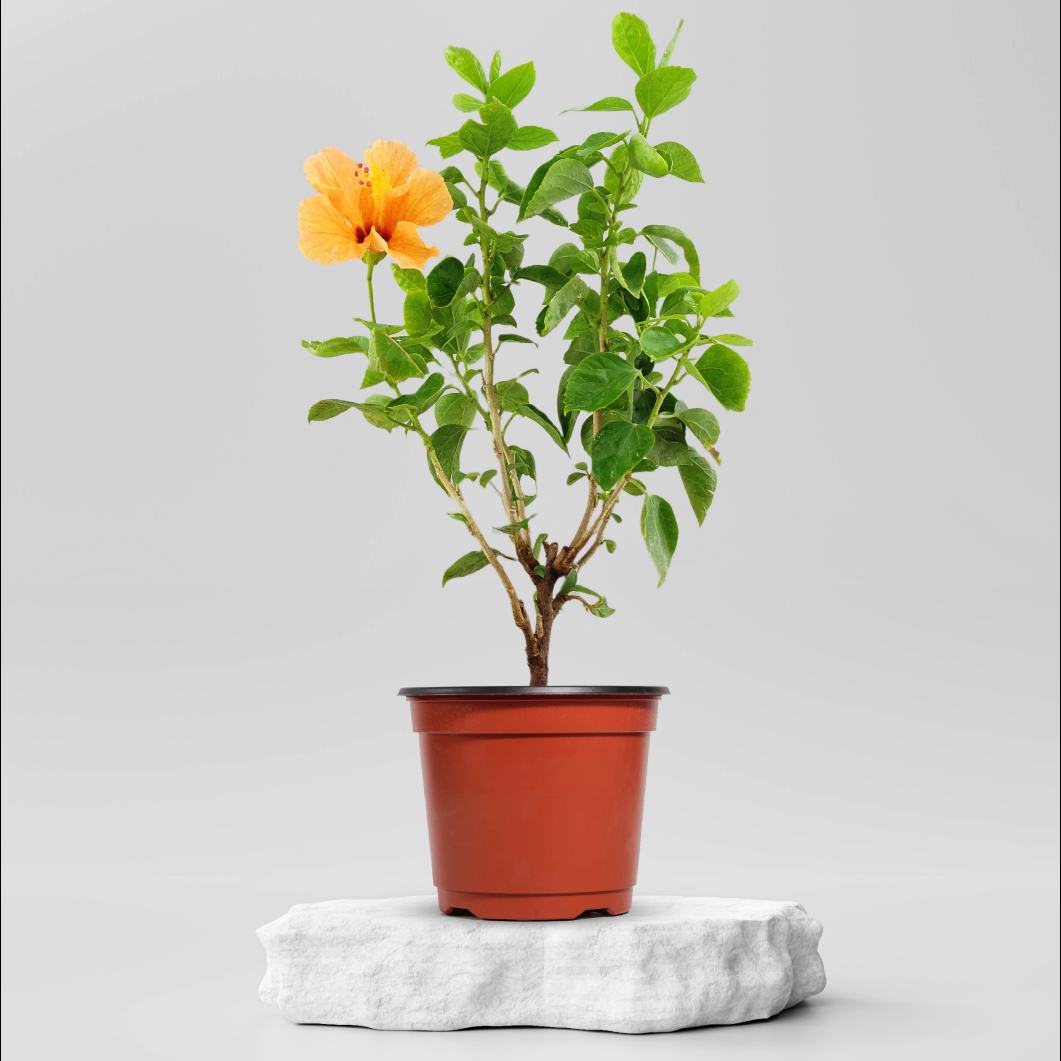 Buy Flowering Plants Online in Ahmedabad | Same Day Delivery | Plantalay