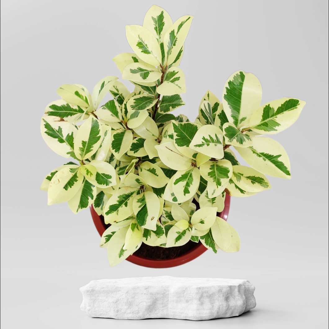 Buy Ficus Starlight Plant @ ₹179.00 Online in Ahmedabad