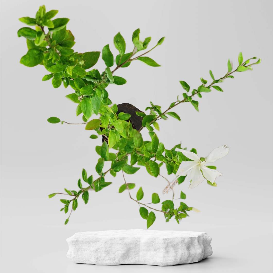 Buy Jasud - Hibiscus White Plant @ ₹79.00 Online in Ahmedabad