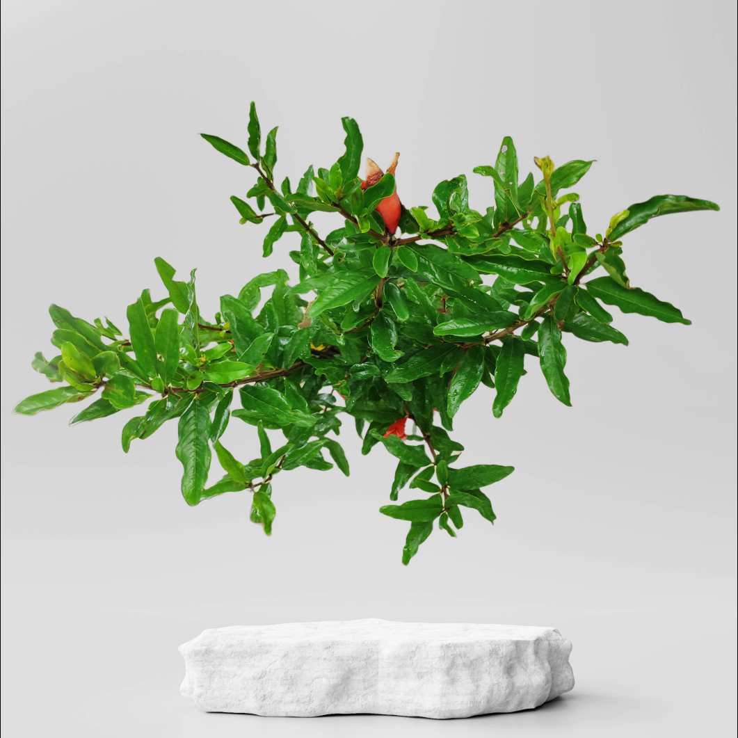 Buy Anar - Dwarf Pomegranate Plant @ ₹229.00 Online in Ahmedabad