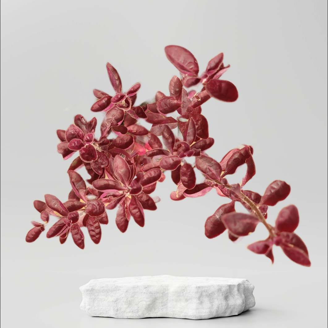 Buy Duranta Red Plant @ ₹20.00 Online in Ahmedabad