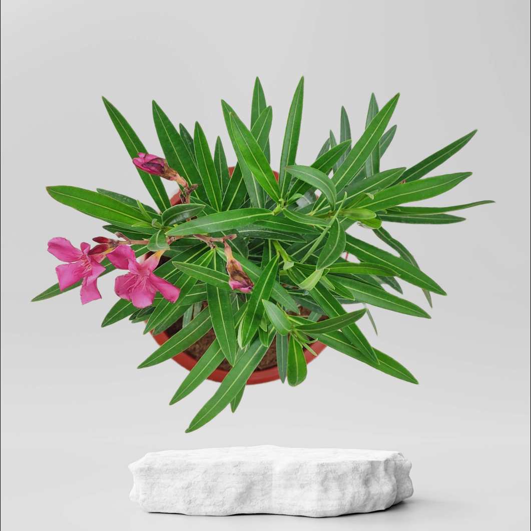 Buy Kaner Pink Dwarf Plant @ ₹129.00 Online in Ahmedabad