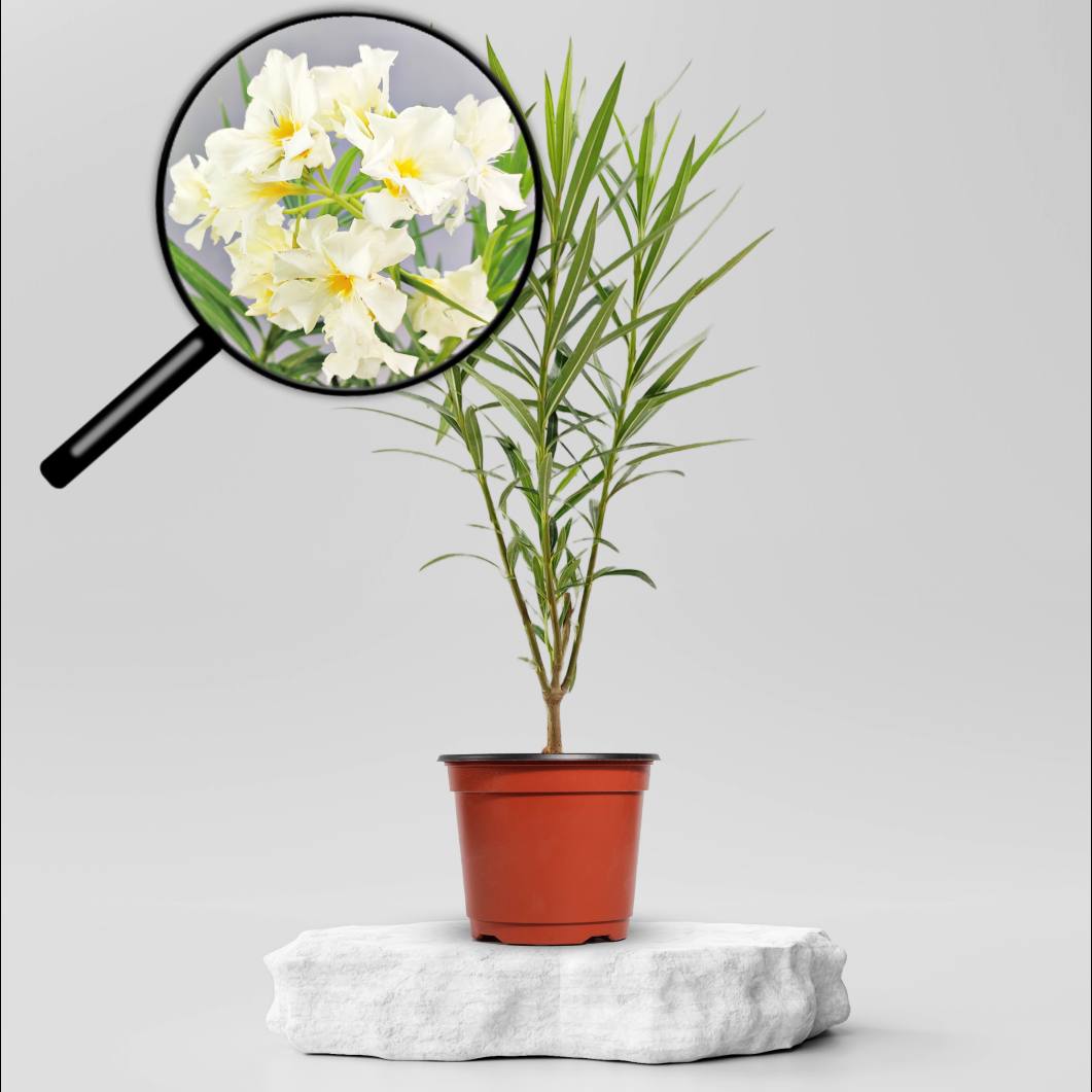 Buy Kaner White Dwarf Plant @ ₹129.00 Online in Ahmedabad