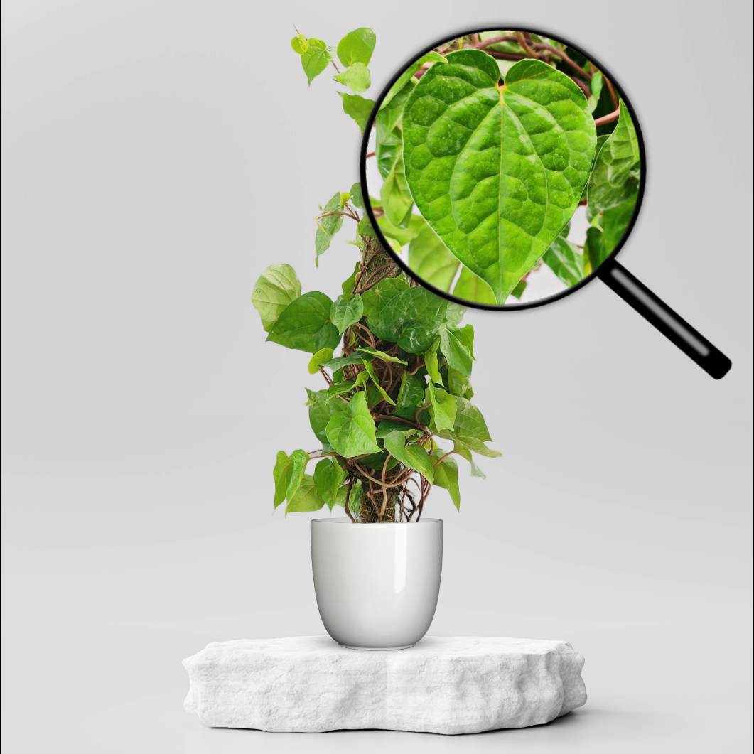 Buy Betel-Maghai Paan Plant (Large) @ ₹349.00 Online in Ahmedabad