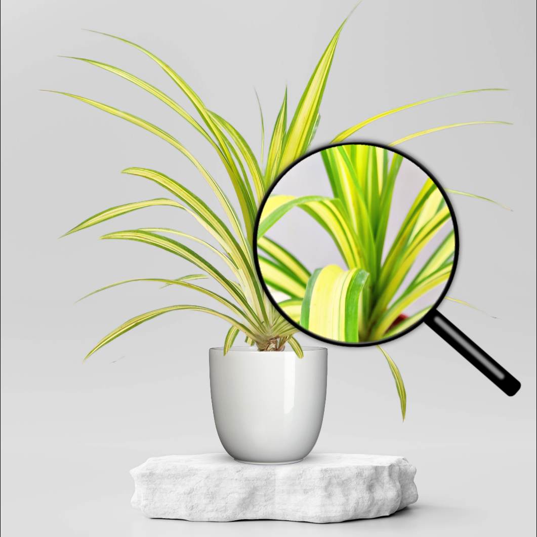 Golden Pandanus Plant Benefits at Angela Prasad blog