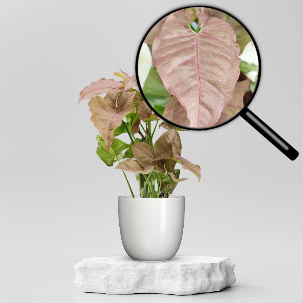 Buy Syngonium Plant - Pink @ ₹149.00 Online in Ahmedabad