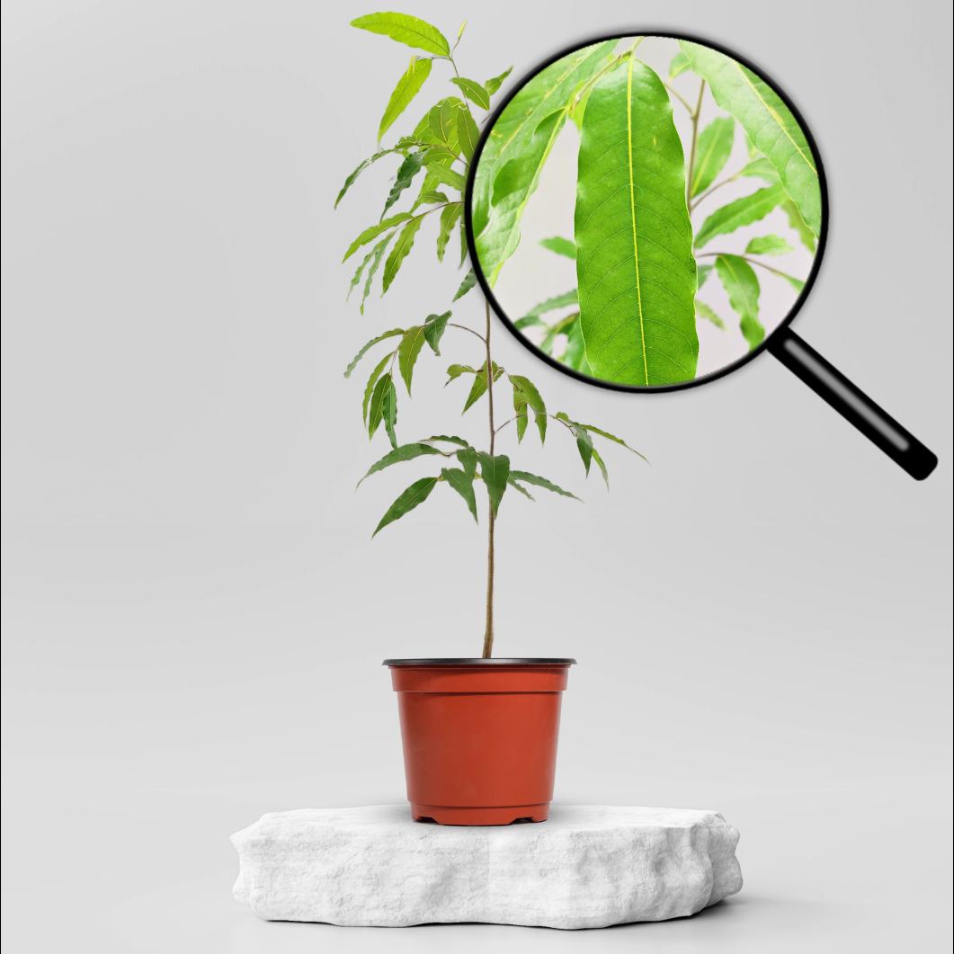 Buy Ashoka - Asopalav Tree Plant @ ₹149.00 Online in Ahmedabad