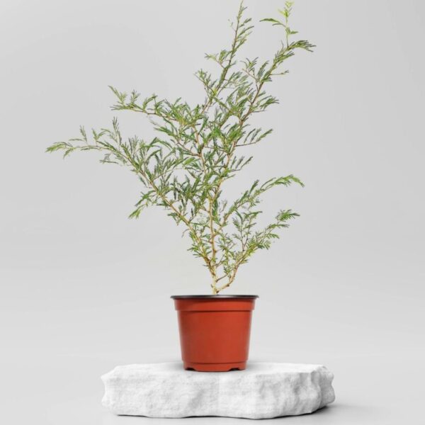 Buy Shami Plant @ ₹199.00 Online in Ahmedabad