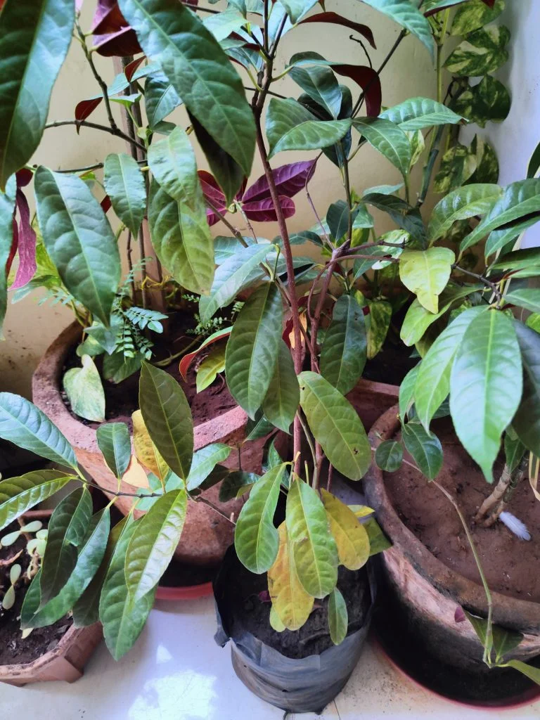 Buy Laila Majnu Plant @ ₹139.00 Online in Ahmedabad