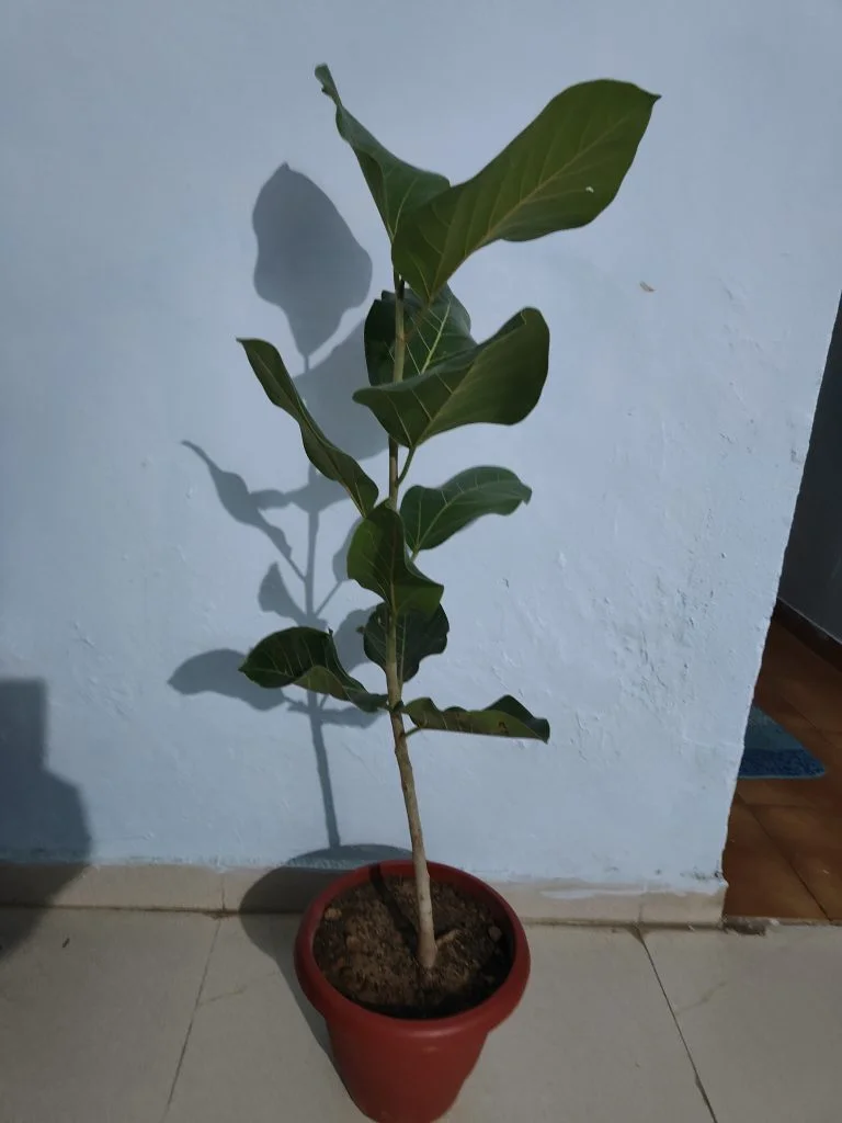 Buy Banyan Tree - Vad Plant @ ₹199.00 Online in Ahmedabad