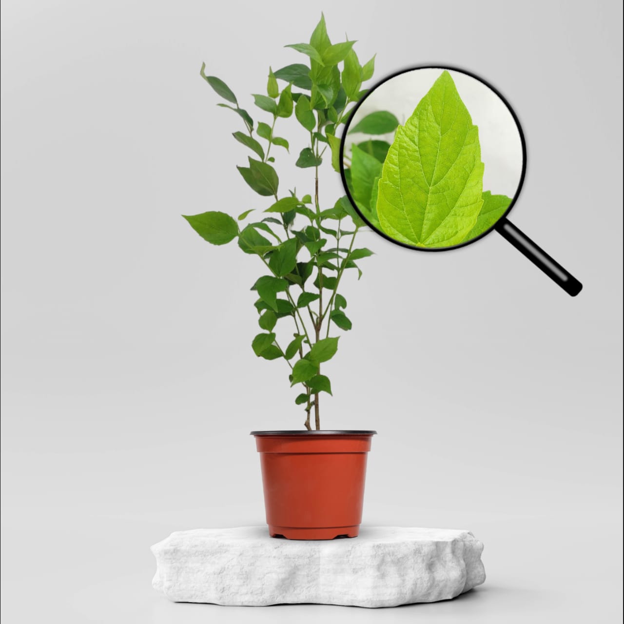 Buy Parijat Plant @ ₹119.00 Online in Ahmedabad