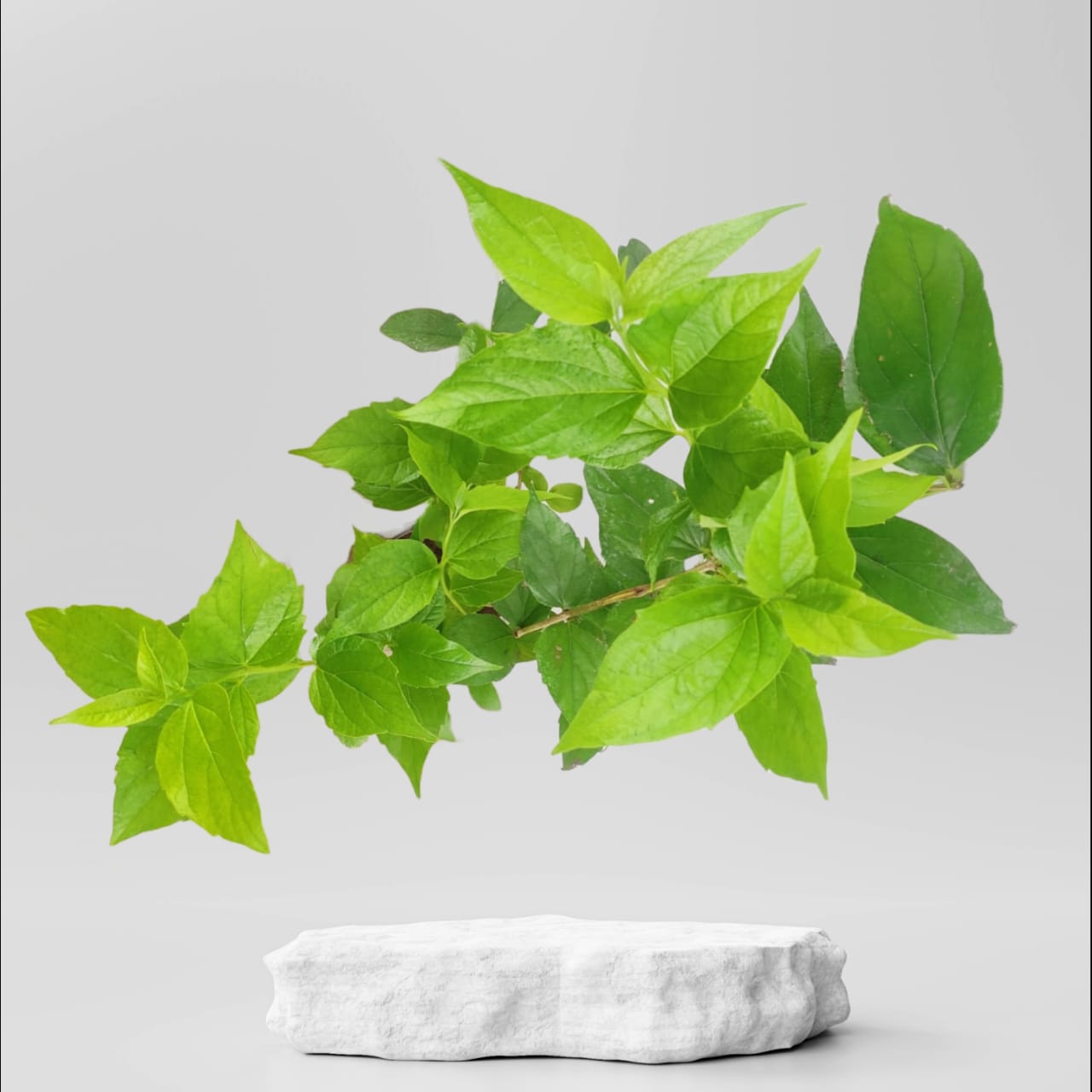 Buy Parijat Plant @ ₹119.00 Online in Ahmedabad