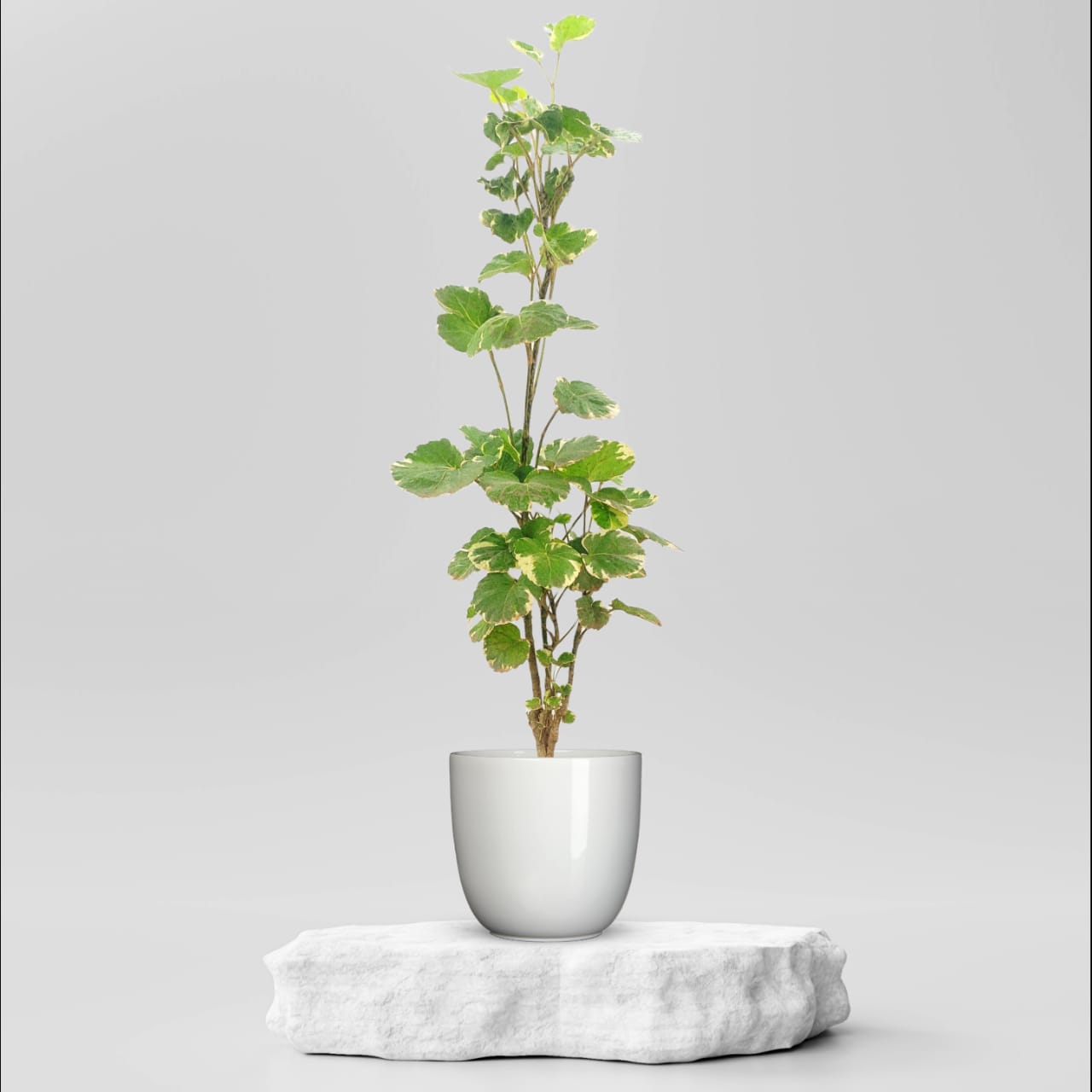 Buy Aralia Dinner-plate Plant @ ₹119.00 Online in Ahmedabad