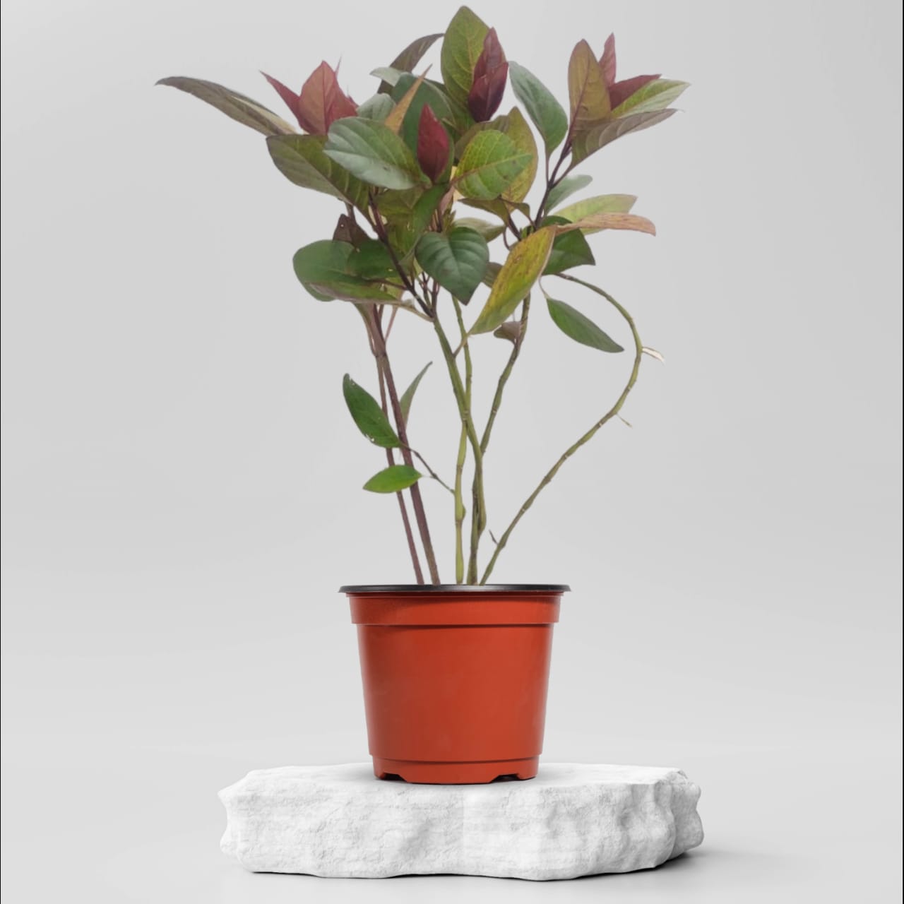 Buy Eranthemum Red Plant @ ₹149.00 Online in Ahmedabad